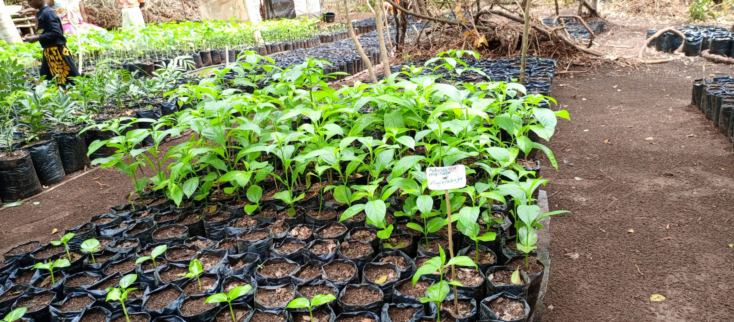 GeoPsy Research partners with Botanical Gardens Conservation ...